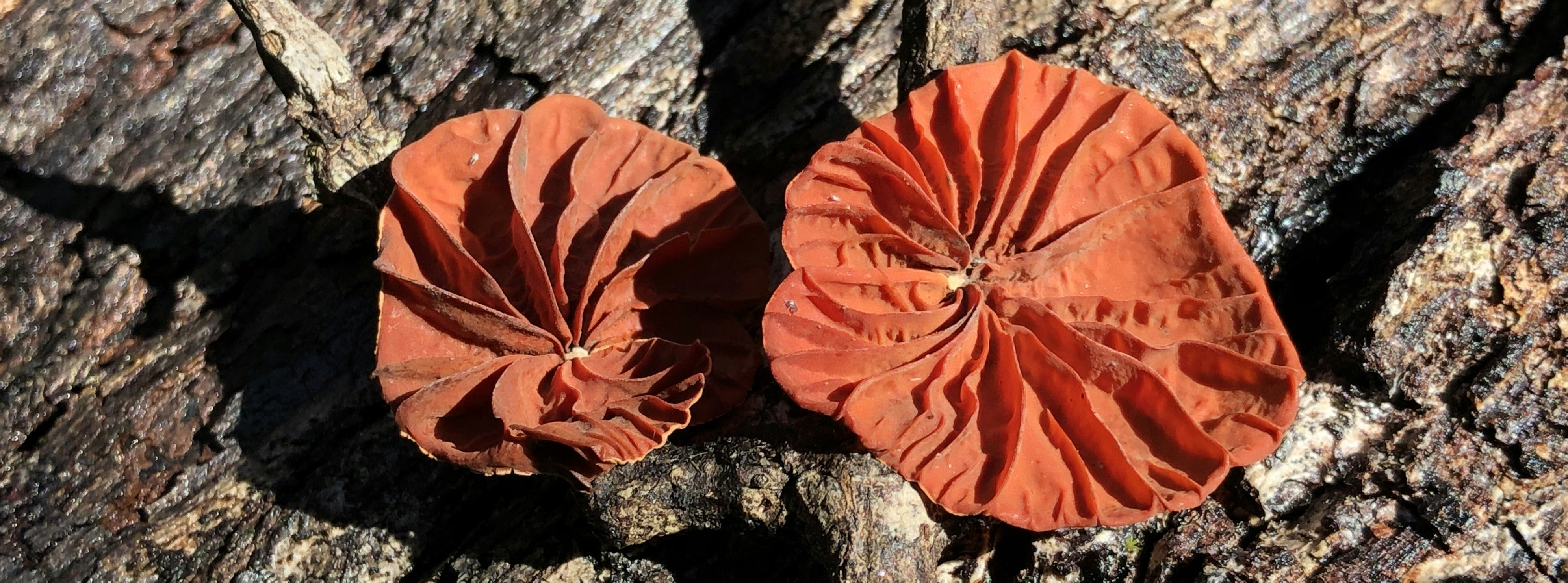 Exploring Fungi Unit