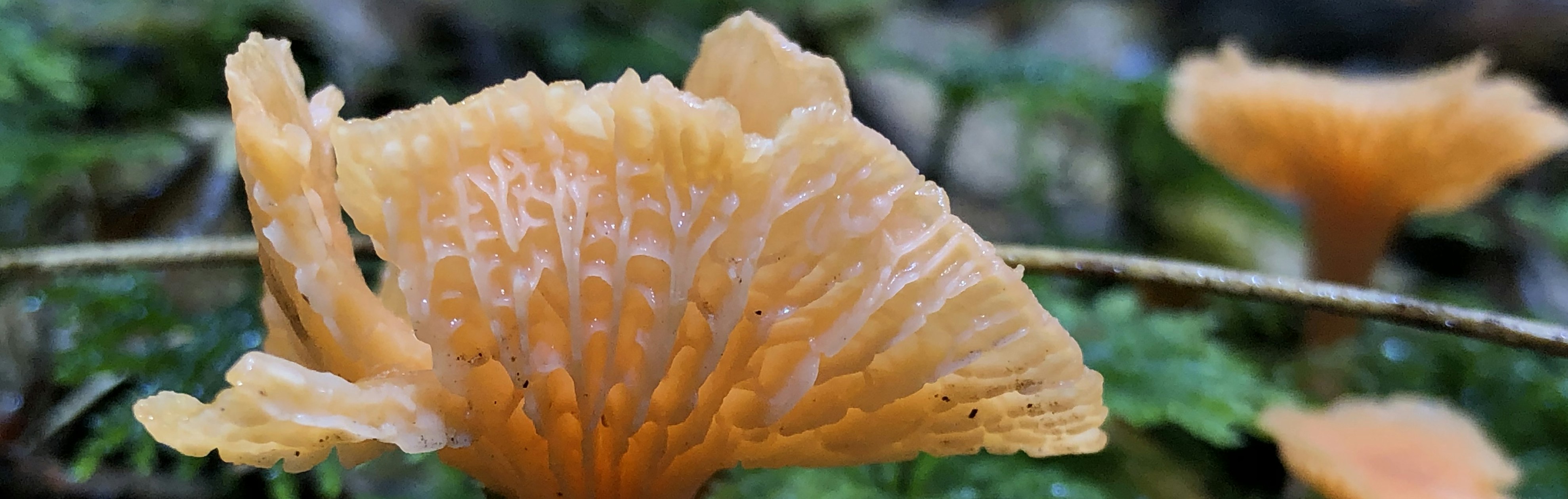 Lesson Plans · Exploring Fungi Unit
