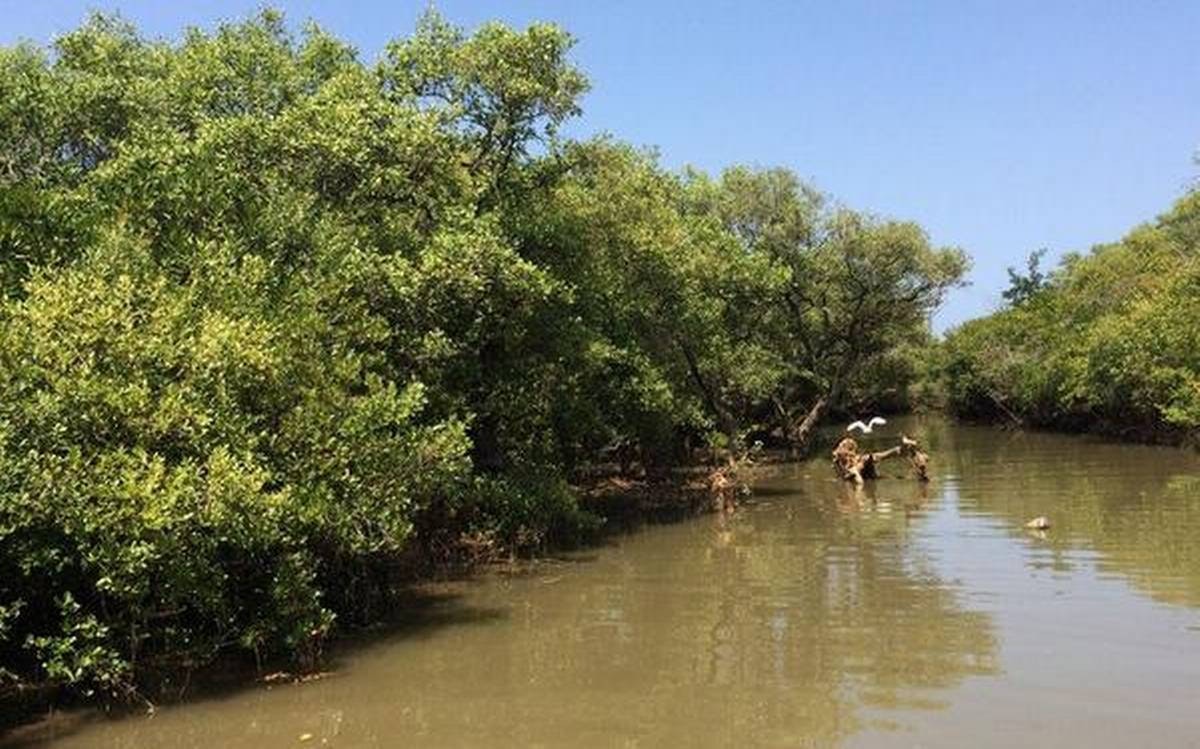 Coringa Mangrove forest in Kakinada · No Forest No Future Toolkit