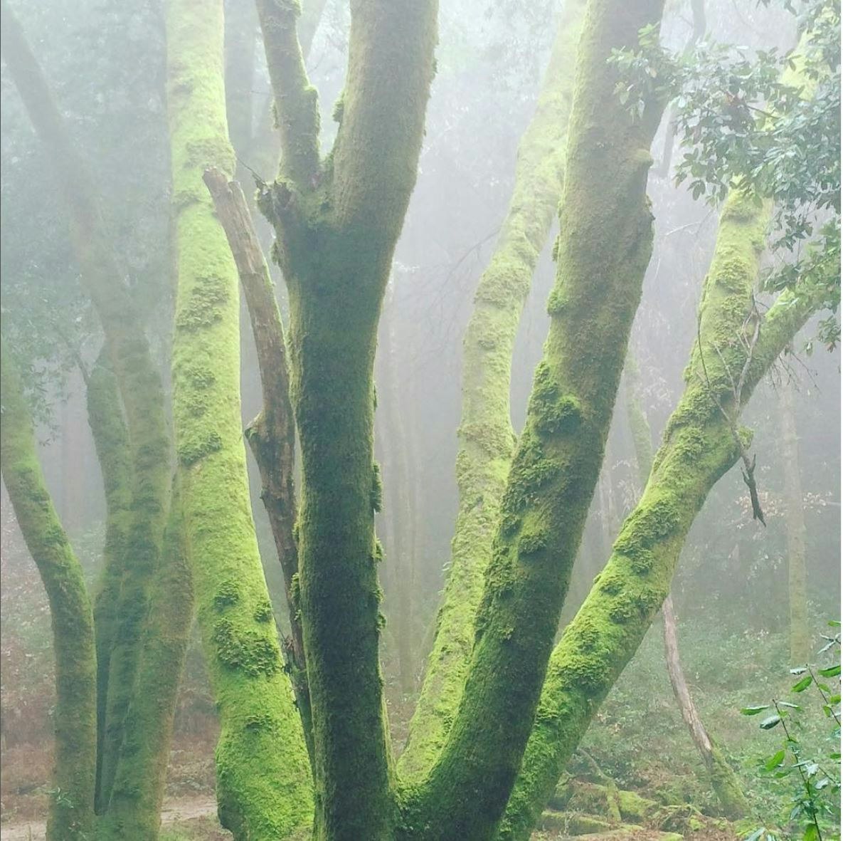 anuj pandey - Coda Profile