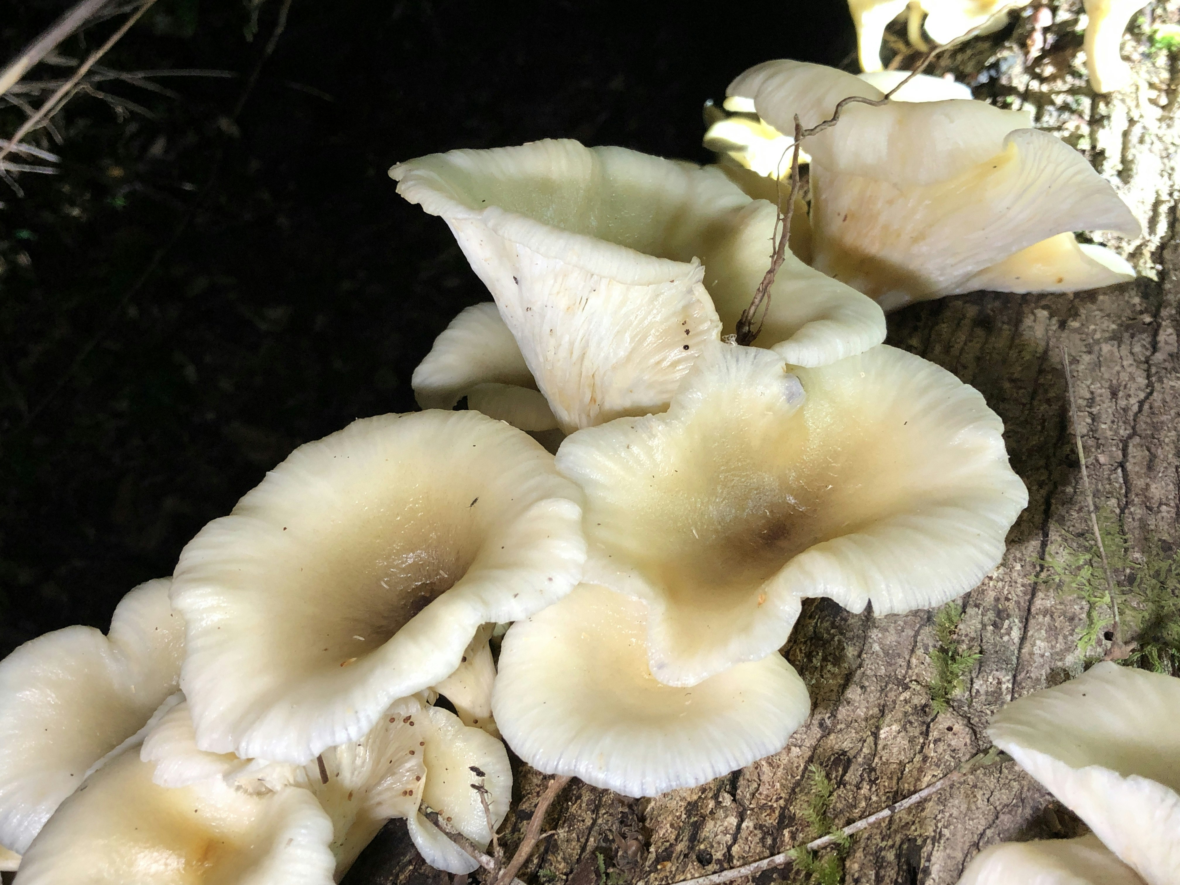Fungi treasures from the Cooloola BioBlitz · Mycology Research Project