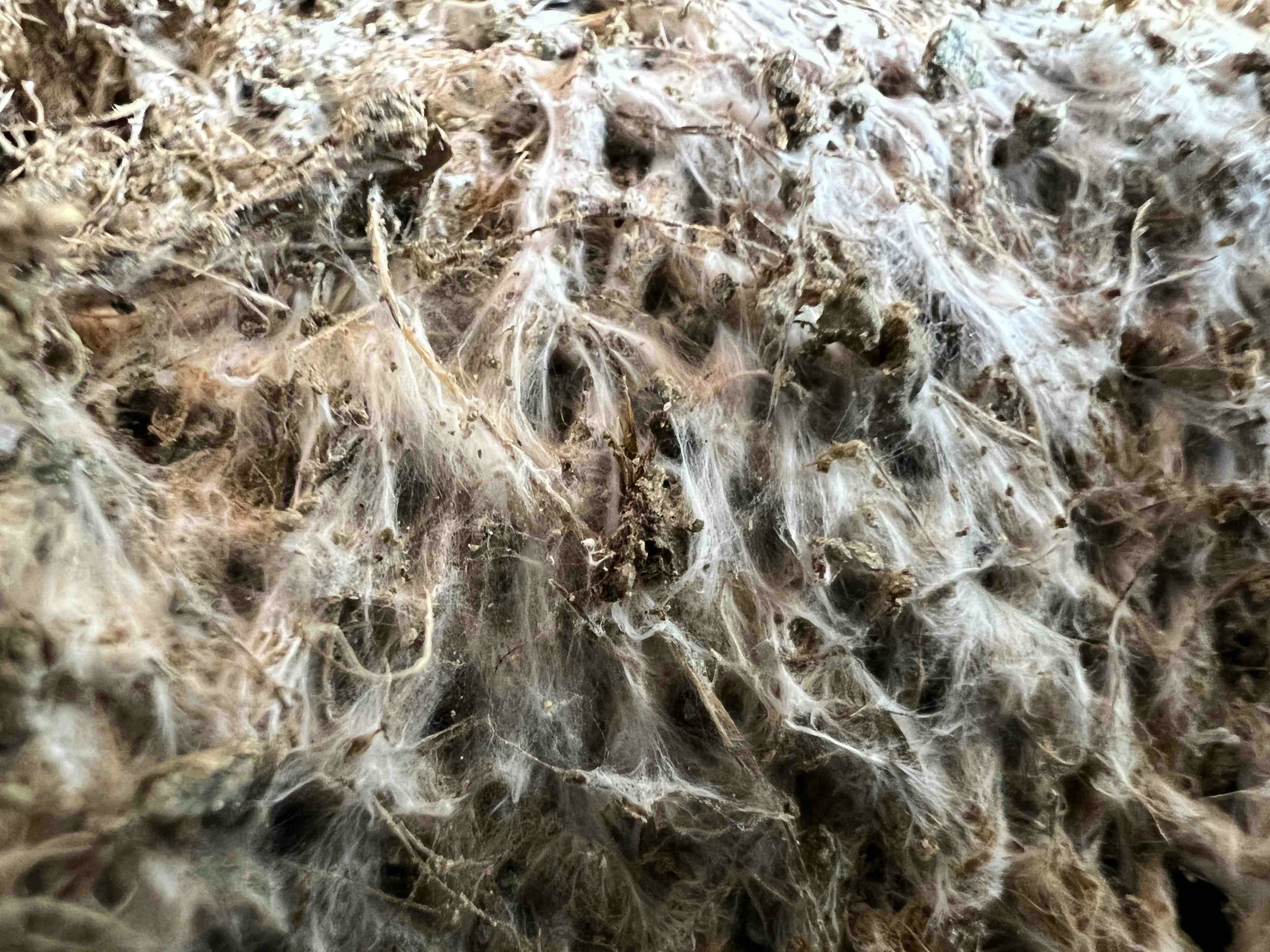 Soil fungi biomass experiment · Mycology Research Project