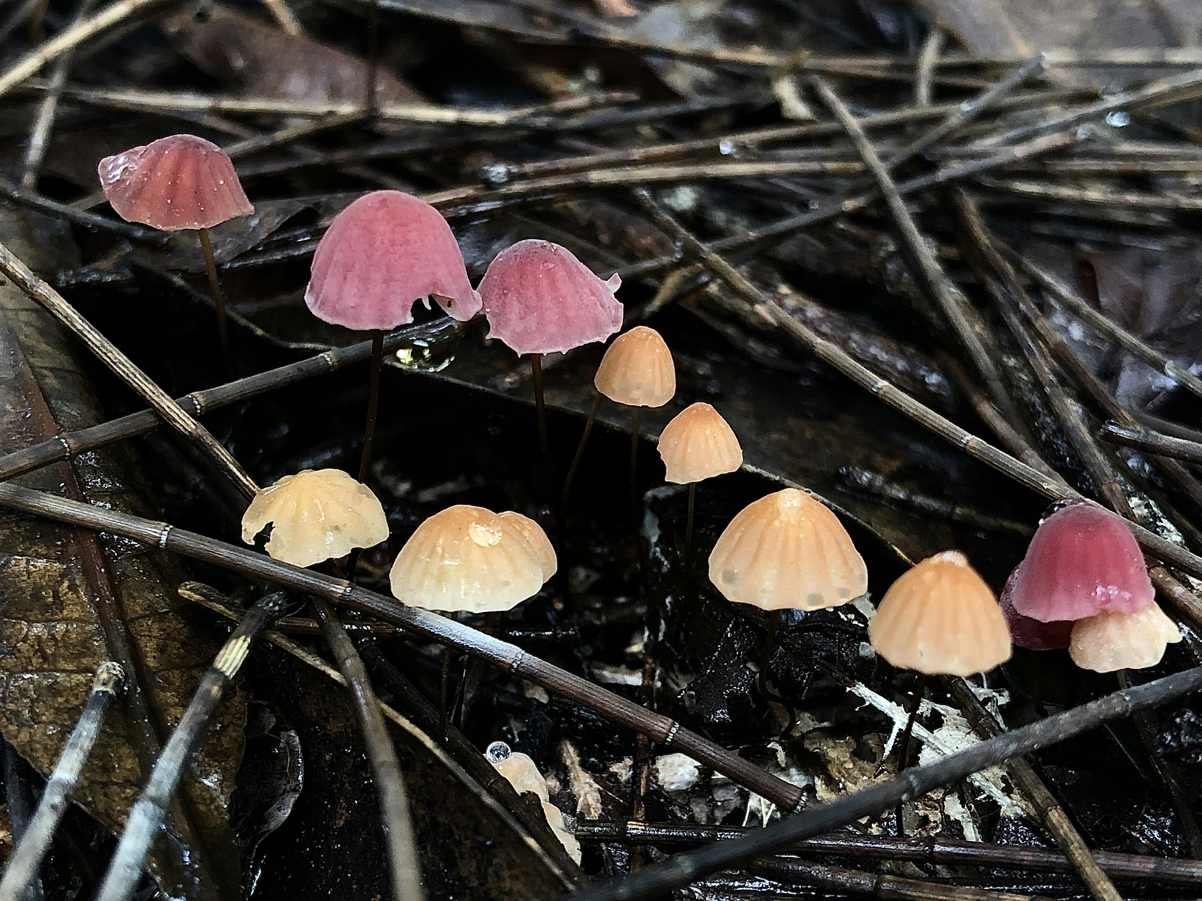 Education · Mycology Research Project