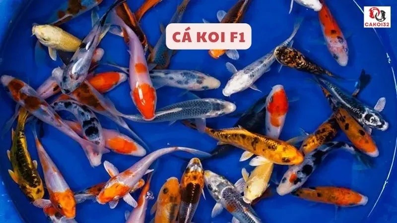 Giá Cá Koi F1 Mới Nhất