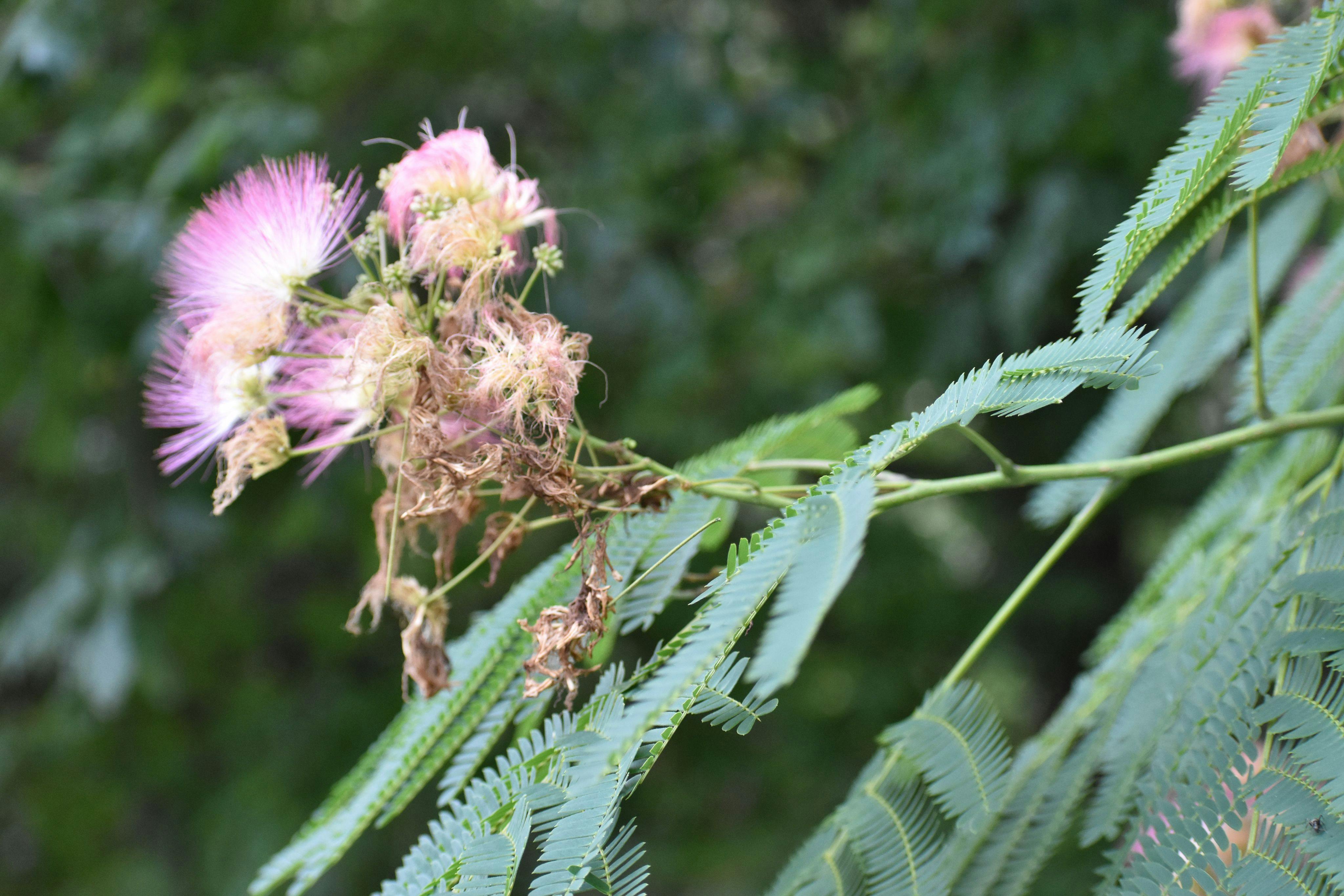 Rambling Pete's Quick examples