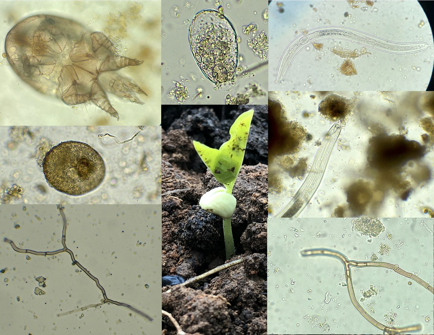 Beneficial soil microbes and the soil food web · Giving Soil