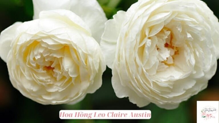 Hoa Hồng Leo Claire Austin – Thêm Tinh Tế Cho Vườn Hoa Của Bạn