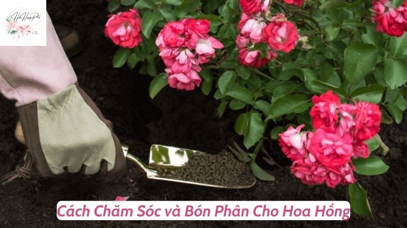 Cách Chăm Sóc và Bón Phân Cho Hoa Hồng Ra Hoa Đẹp Nhất