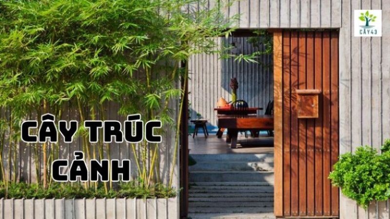Cây Trúc Cảnh trong Phong Thủy: Ý nghĩa và Các loại
