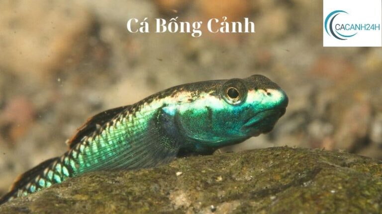 6 Loại Cá Bống Cảnh Cực Đẹp và Phổ Biến Nhất