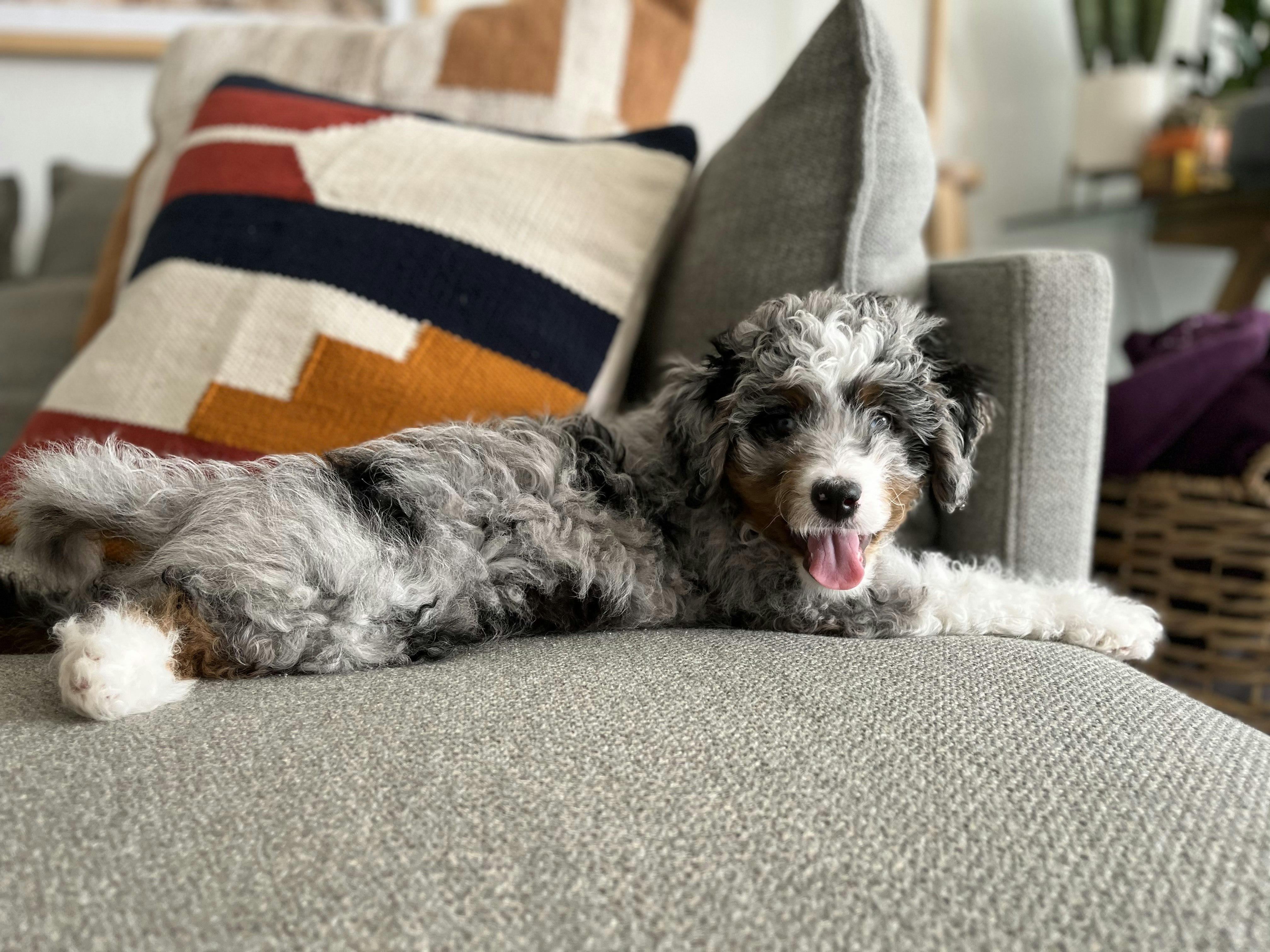 Pet sitting guide