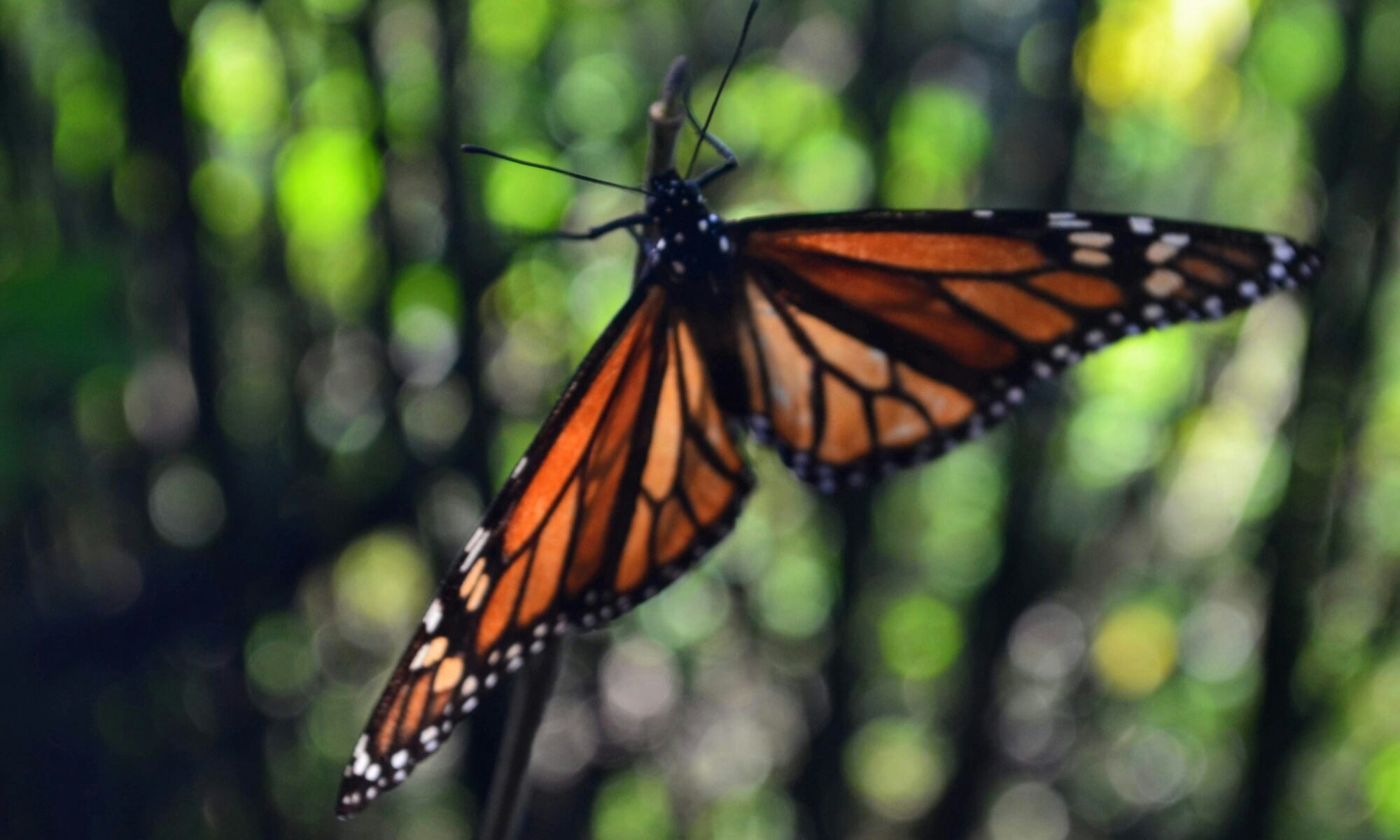 Butterfly · CT Annotated Bibliography